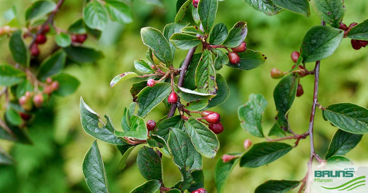Cotoneaster acutifolius von Bruns Pflanzen
