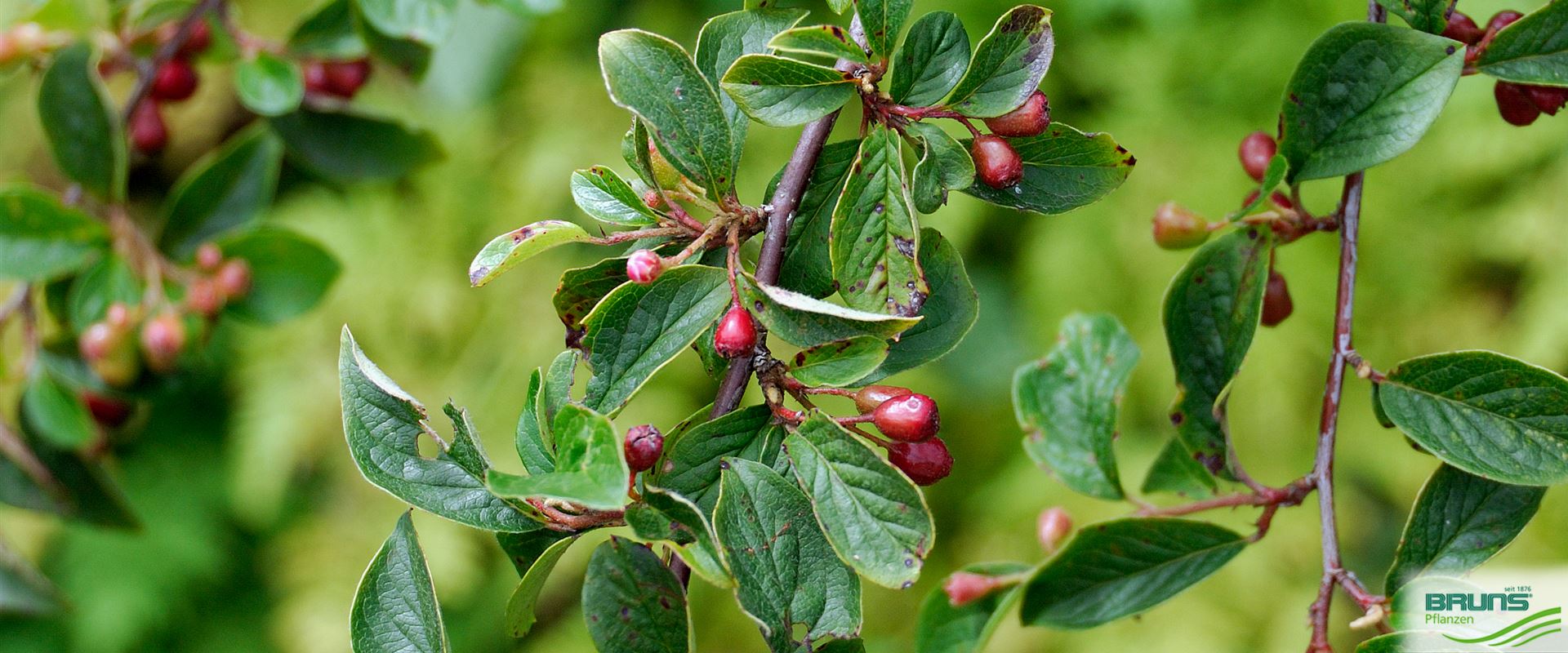 Cotoneaster acutifolius von Bruns Pflanzen