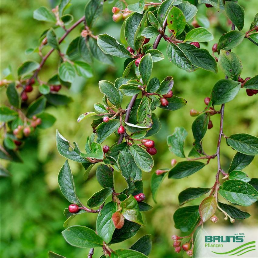 Cotoneaster acutifolius von Bruns Pflanzen