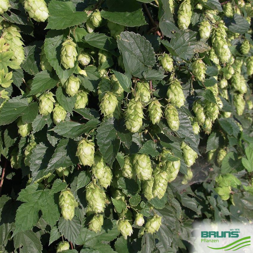 Humulus lupulus, Hop von Bruns Pflanzen