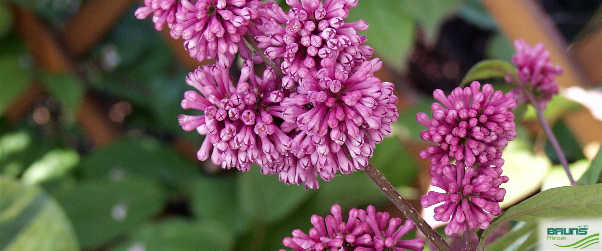 Syringa josikaea, Ungarischer Flieder von Bruns Pflanzen