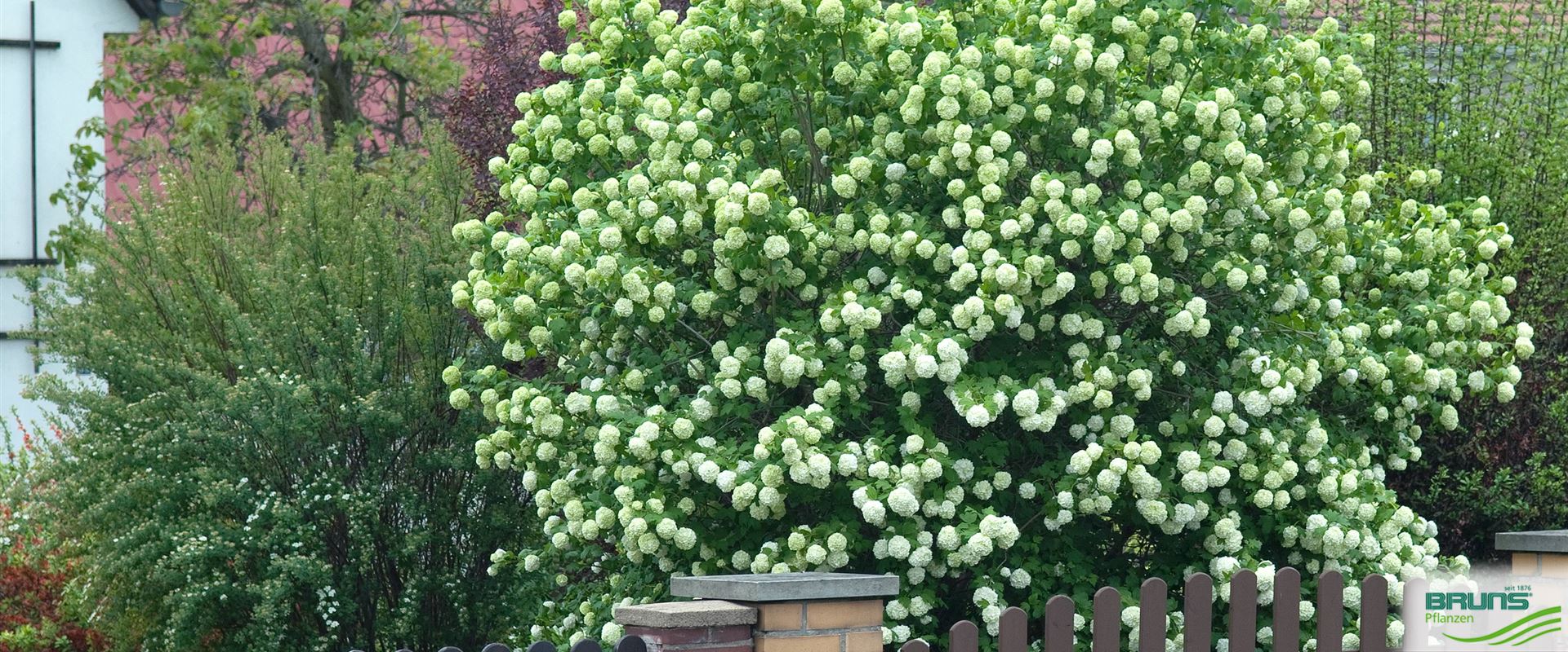 Viburnum opulus 'Roseum' von Bruns Pflanzen