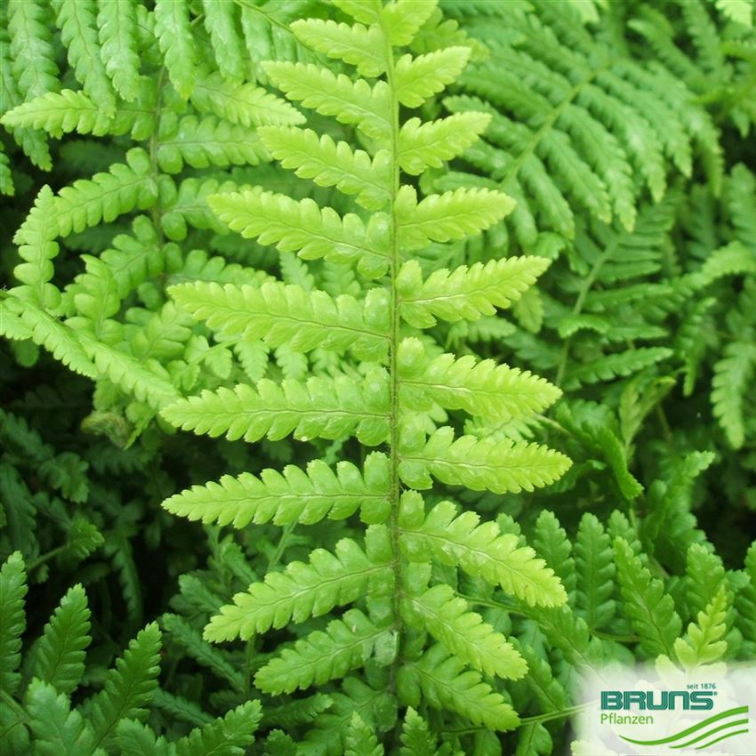 Dryopteris affinis, Golden Scaled Male Fern von Bruns Pflanzen