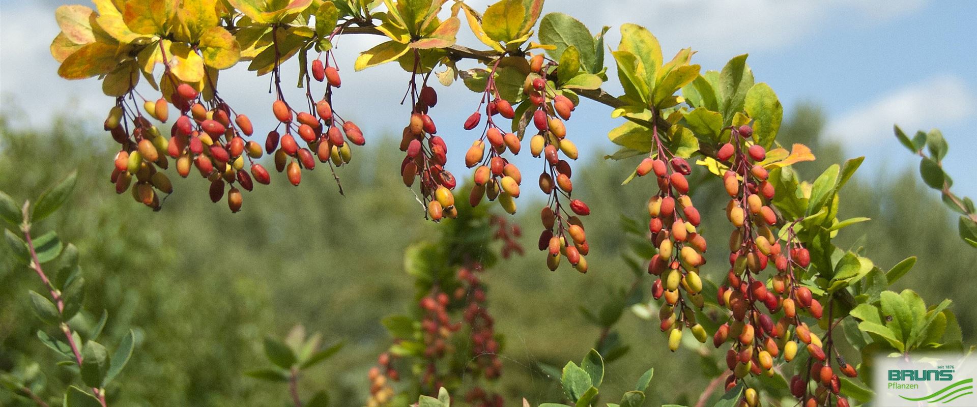Berberis vulgaris, Gewöhnliche Berberitze, Sauerdorn von Bruns Pflanzen
