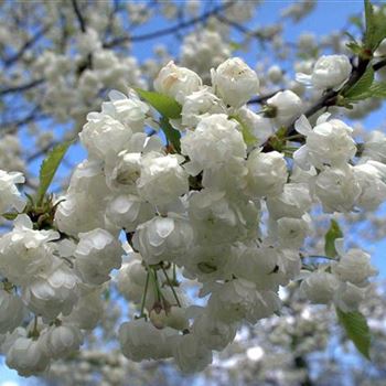 Prunus avium 'Plena' von Bruns Pflanzen
