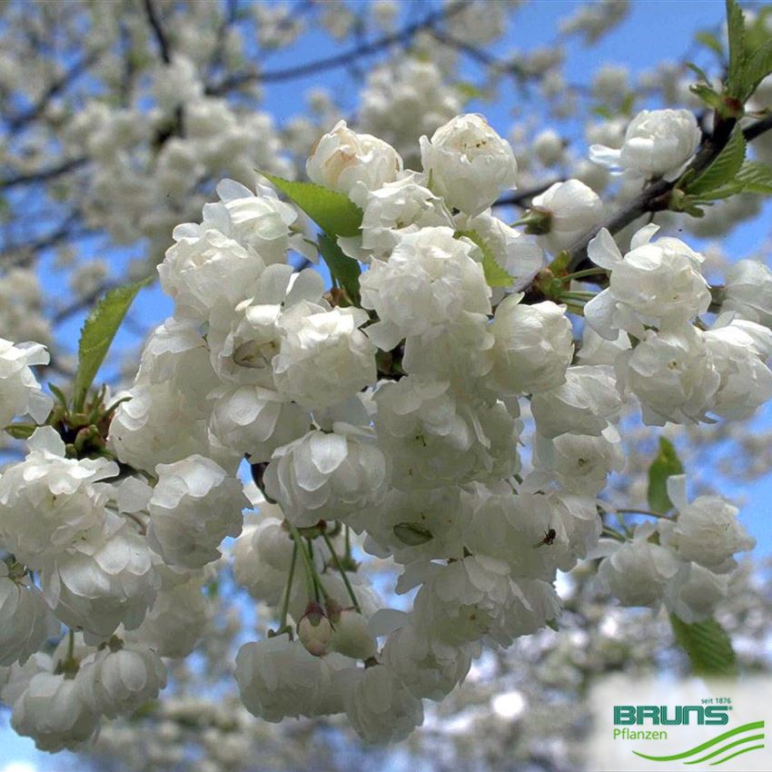 Prunus avium 'Plena' von Bruns Pflanzen