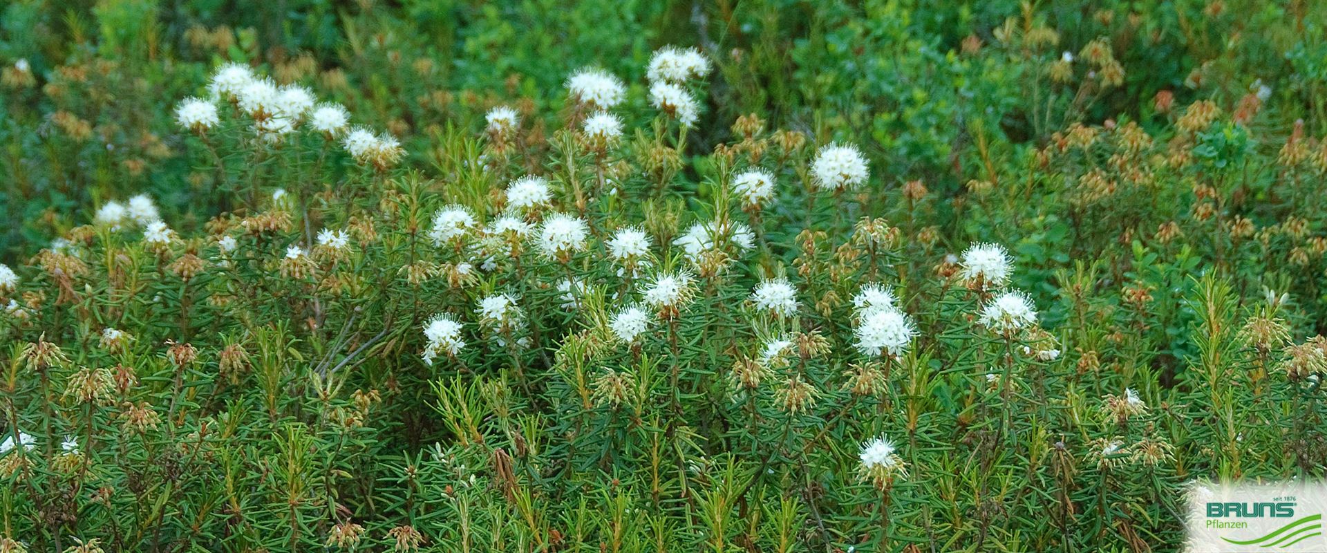 Ledum palustre, lédon des marais, romarin sauvage von Bruns Pflanzen