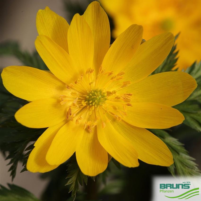 Adonis amurensis von Bruns Pflanzen