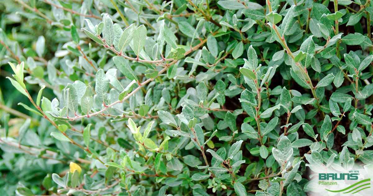 Salix repens argentea, repens ssp. argentea, Creeping willow von Bruns ...