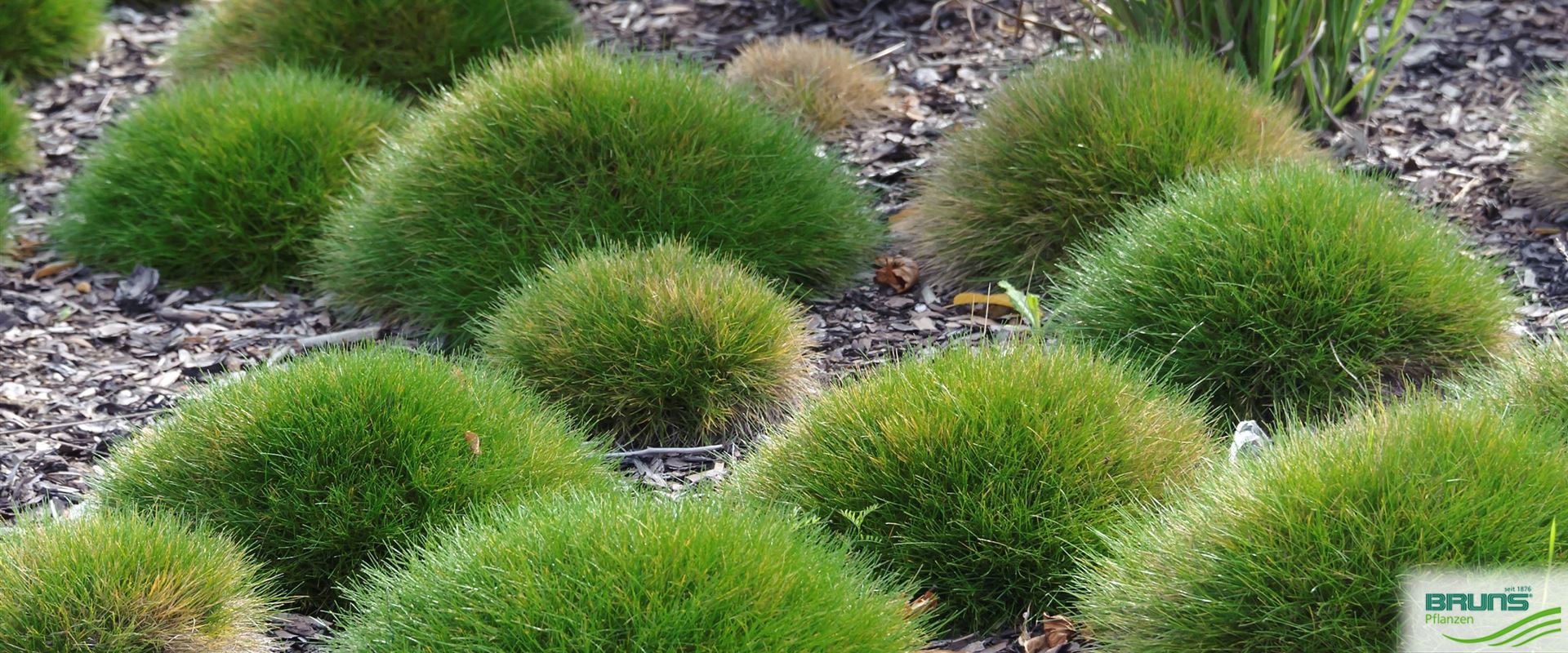 Festuca gautieri von Bruns Pflanzen