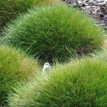 Festuca gautieri von Bruns Pflanzen