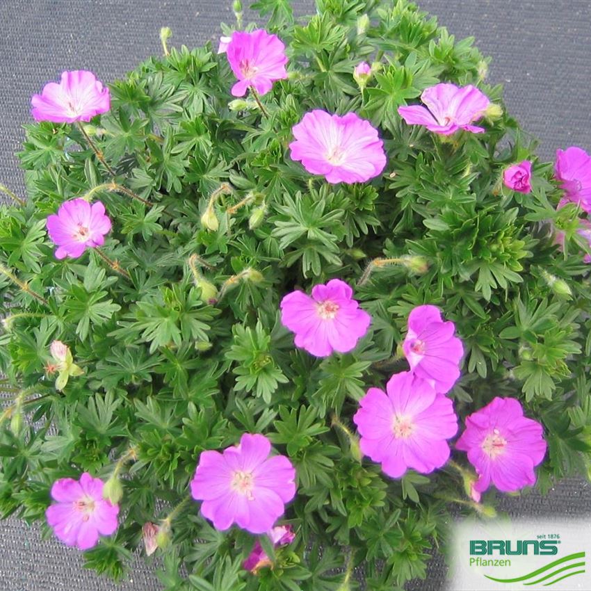 Geranium sanguineum 'Max Frei' von Bruns Pflanzen