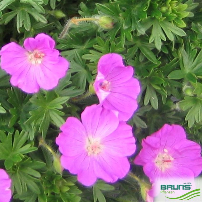 Geranium sanguineum 'Max Frei' von Bruns Pflanzen