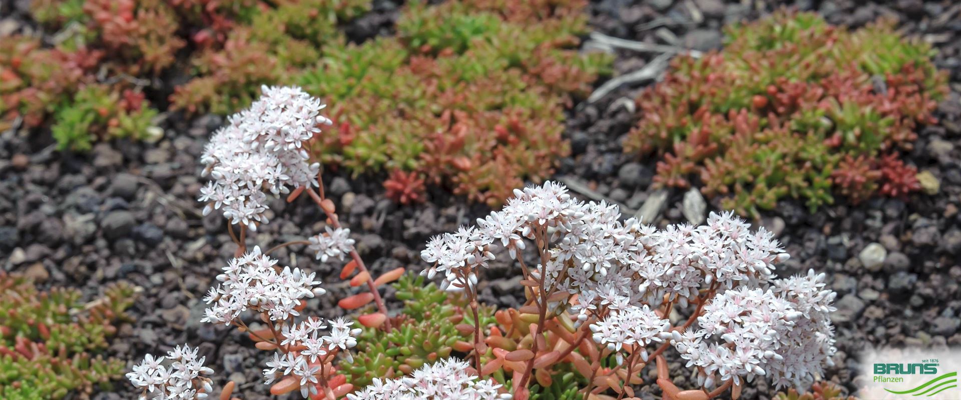 Sedum album 'Coral Carpet' von Bruns Pflanzen