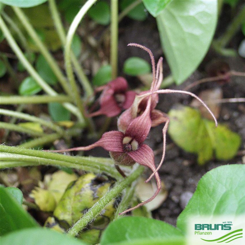 Asarum caudatum von Bruns Pflanzen