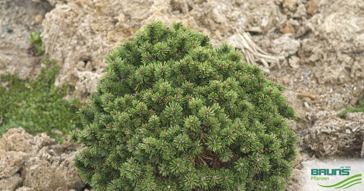 Pinus mugo 'Mini Mops' von Bruns Pflanzen