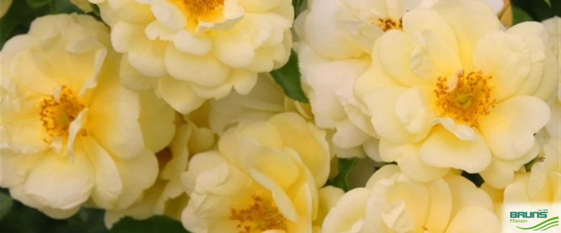 Strauchrose 'Sunny Rose' (R) von Bruns Pflanzen