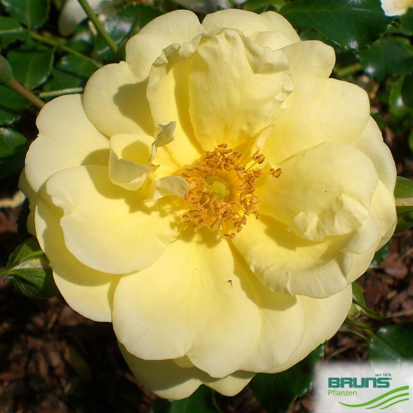Strauchrose 'Sunny Rose' (R) von Bruns Pflanzen
