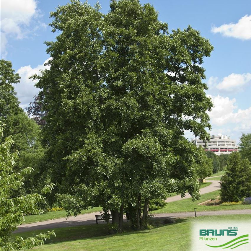 Alnus glutinosa, Common alder von Bruns Pflanzen