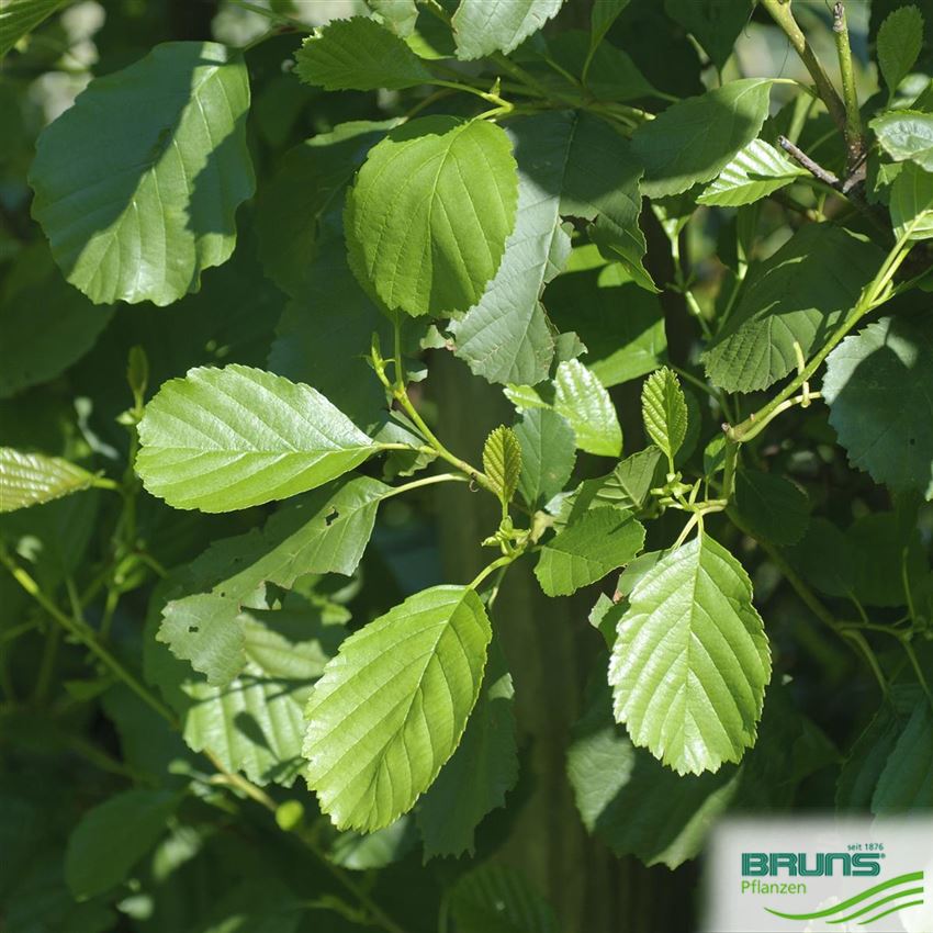Alnus glutinosa, Schwarz-Erle, Rot-Erle von Bruns Pflanzen