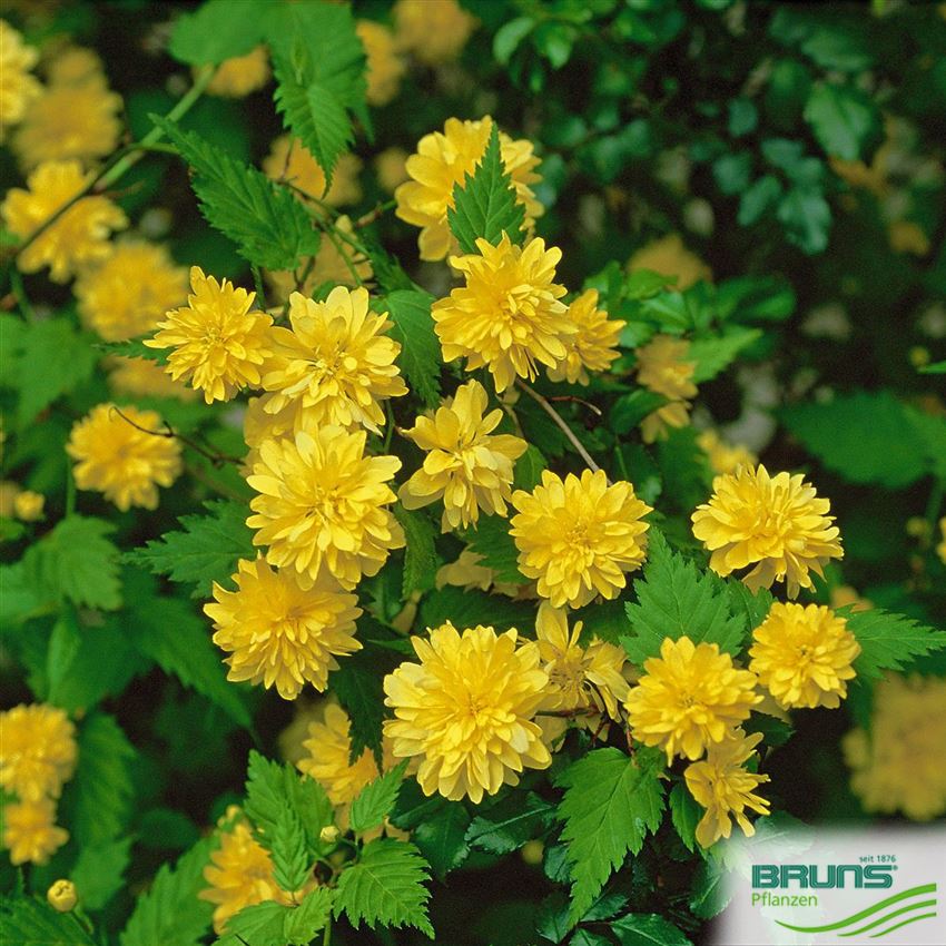 Kerria japonica 'Pleniflora' von Bruns Pflanzen