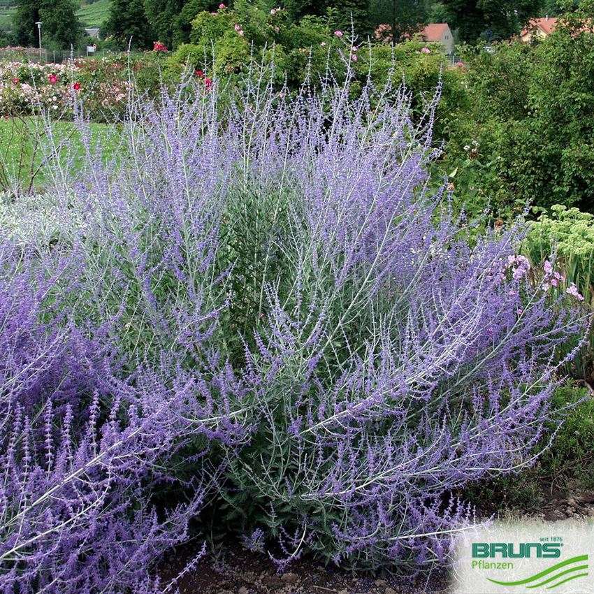 Verwunderlich Perovskia Atriplicifolia Blue Spire Bilder