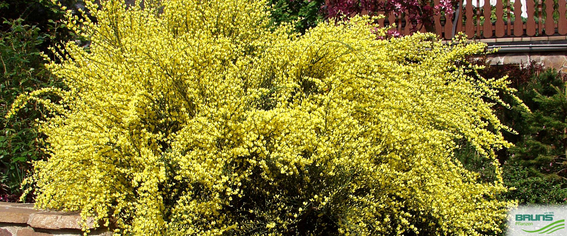 Cytisus x praecox 'Allgold' von Bruns Pflanzen