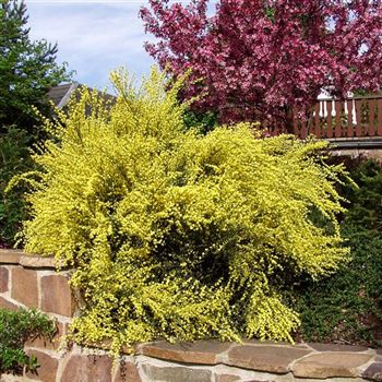 Cytisus x praecox 'Allgold' von Bruns Pflanzen