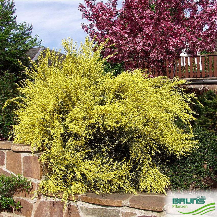 Cytisus x praecox 'Allgold' von Bruns Pflanzen