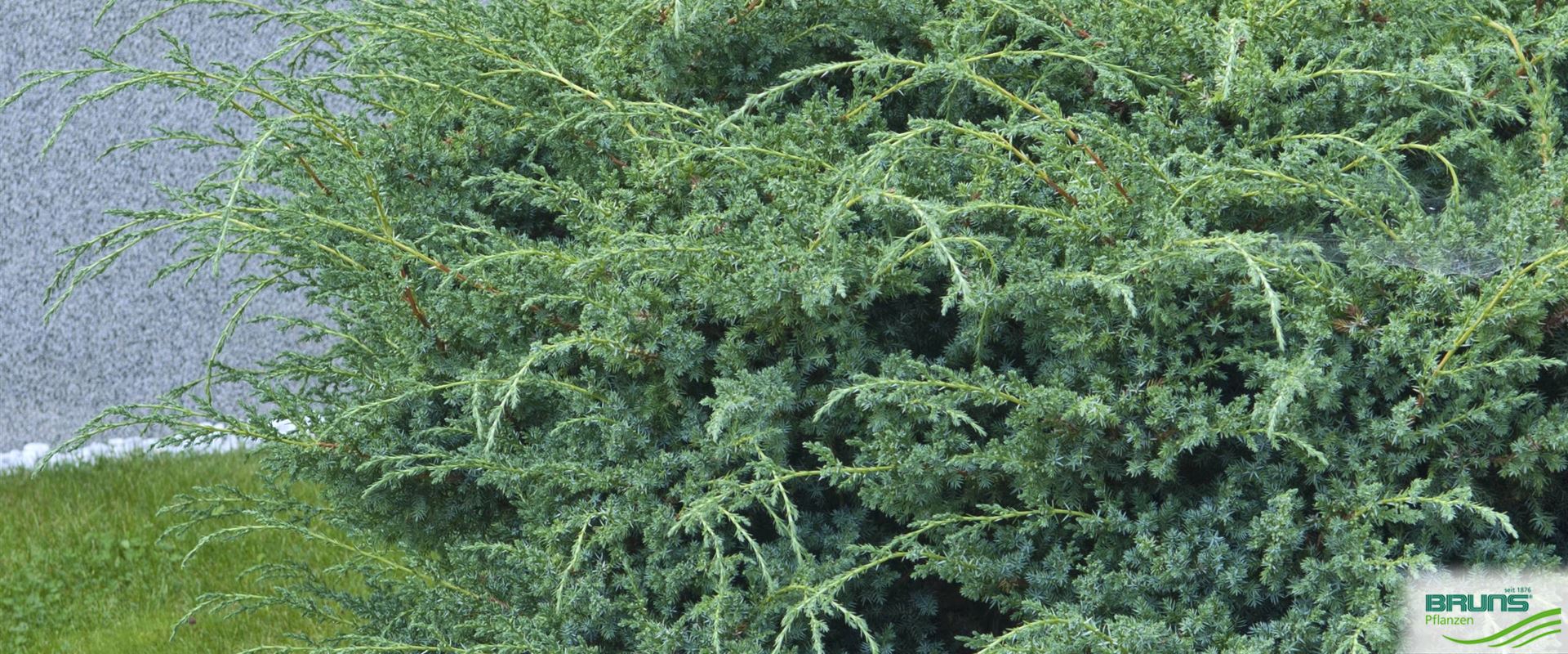 Juniperus chinensis 'Blue Alps' von Bruns Pflanzen