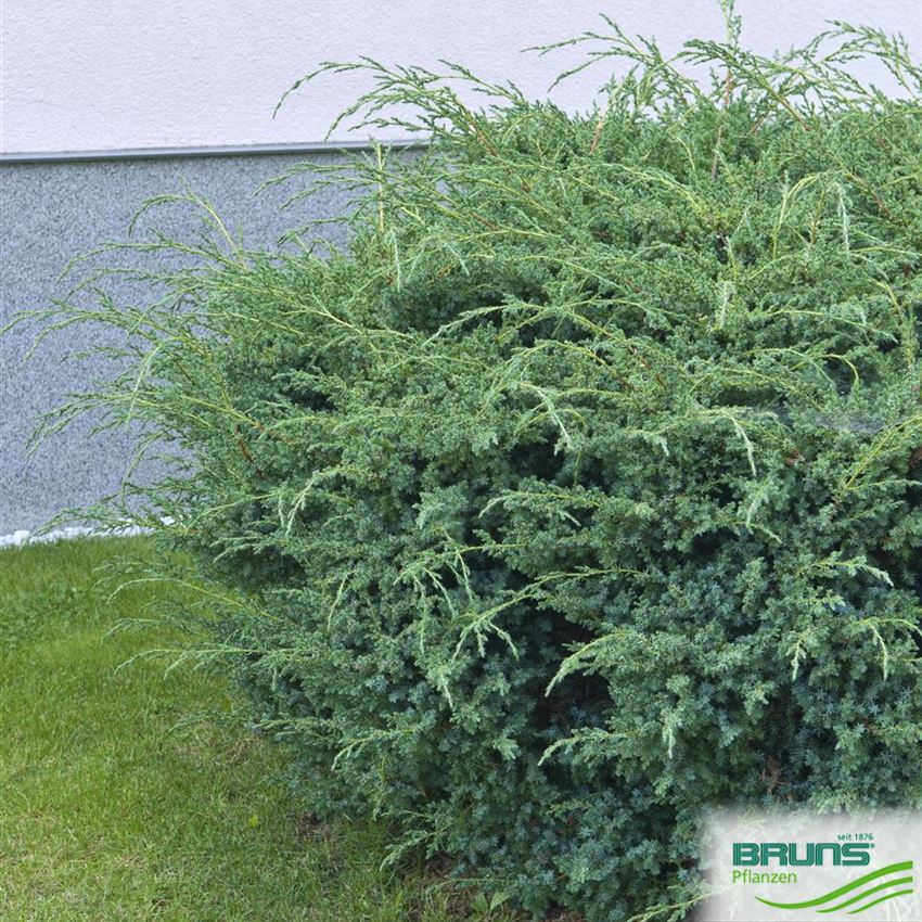 Juniperus chinensis 'Blue Alps' von Bruns Pflanzen