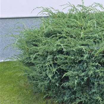 Juniperus chinensis 'Blue Alps' von Bruns Pflanzen