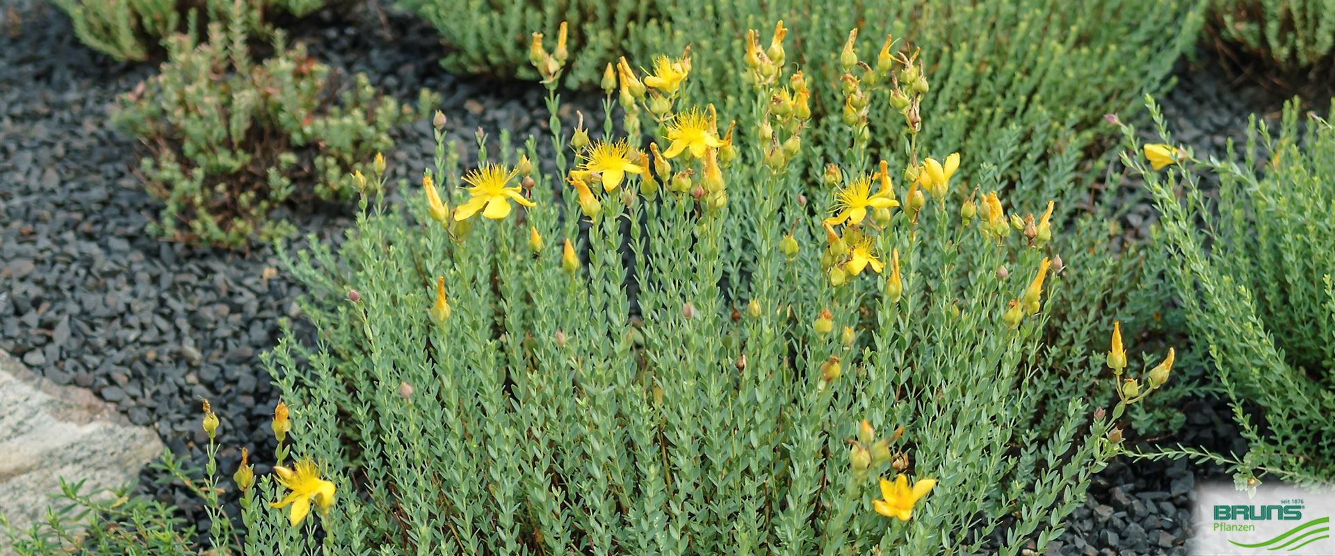 Hypericum polyphyllum, Polster-Johanniskraut von Bruns Pflanzen