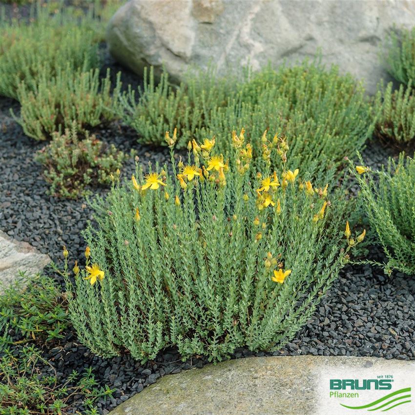Hypericum polyphyllum, Polster-Johanniskraut von Bruns Pflanzen