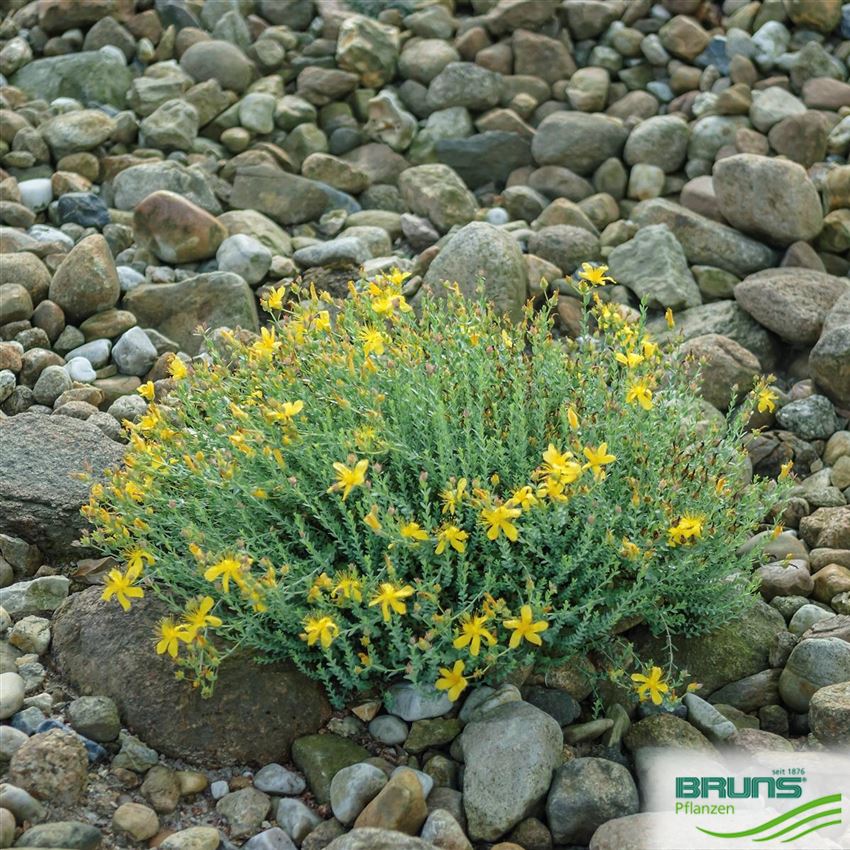 Hypericum polyphyllum, Polster-Johanniskraut von Bruns Pflanzen
