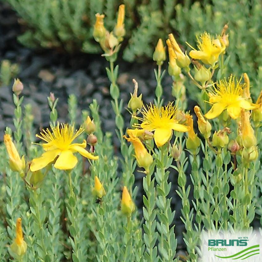 Hypericum polyphyllum, Polster-Johanniskraut von Bruns Pflanzen