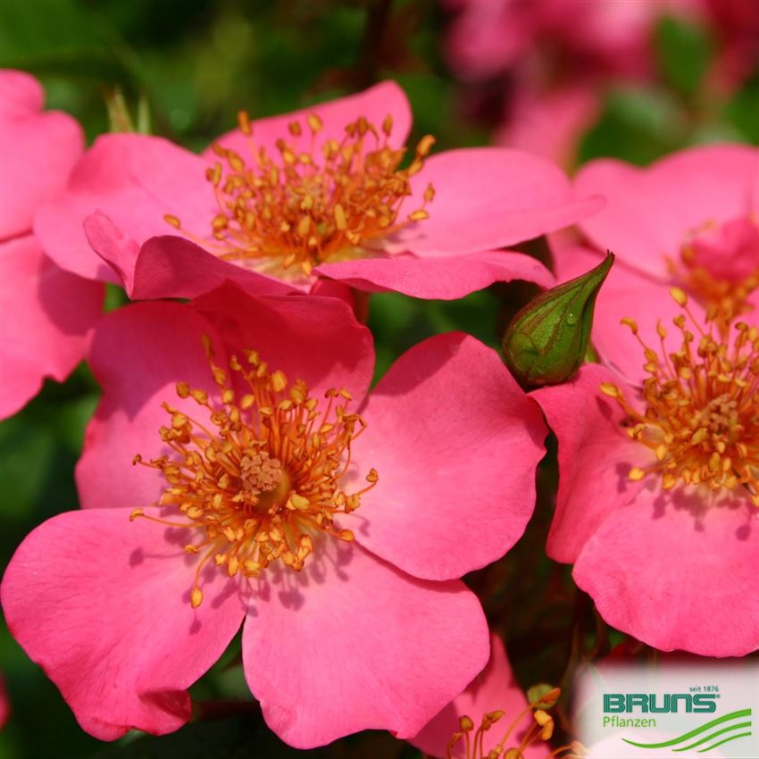 Strauchrose 'Felicitas' (R) von Bruns Pflanzen