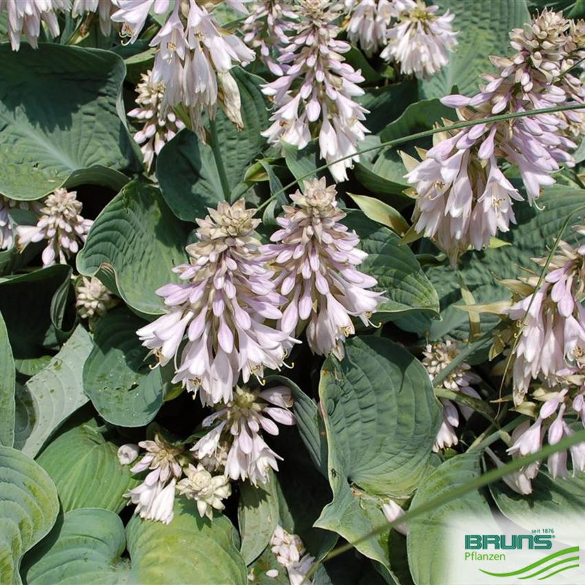 Hosta sieboldiana 'Elegans' von Bruns Pflanzen
