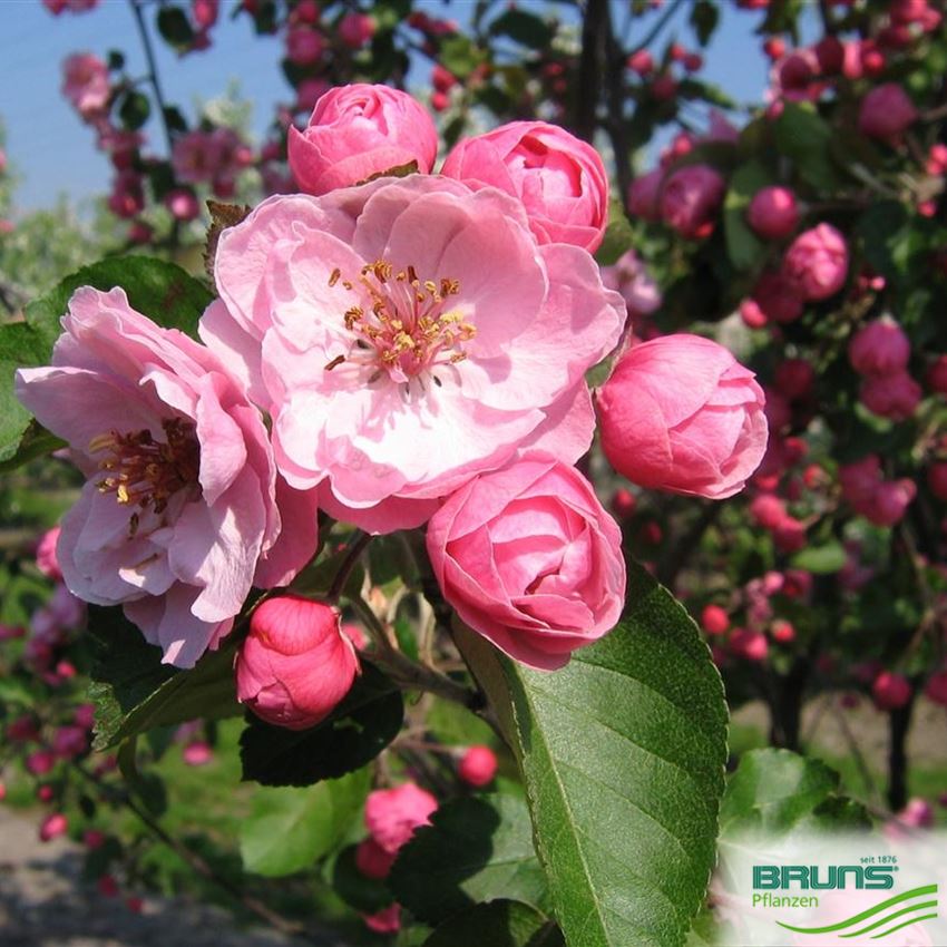 Malus 'Brandy Magic' von Bruns Pflanzen