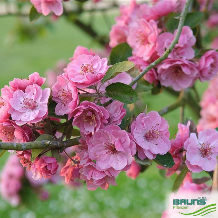 Malus 'Brandy Magic' von Bruns Pflanzen