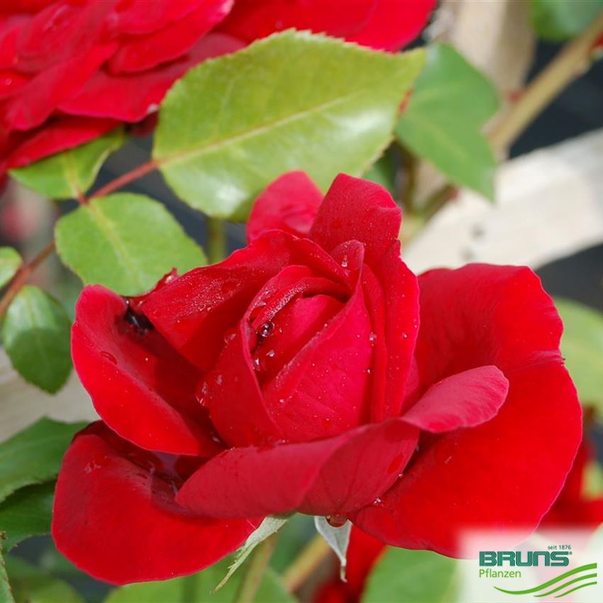 Kletterrose 'Santana' (R) von Bruns Pflanzen