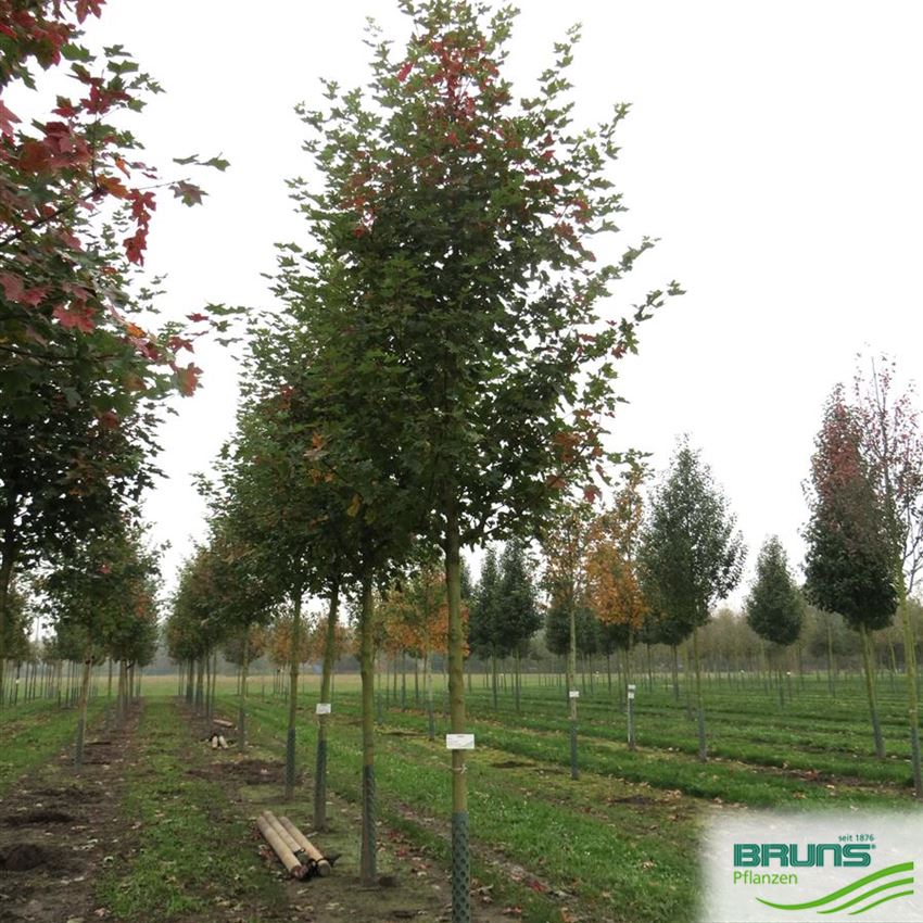 Acer truncatum 'Pacific Sunset' (R), Shantung maple, Shandong maple or ...