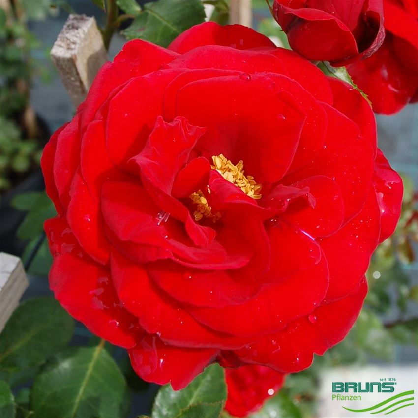 Kletterrose 'Santana' (R) von Bruns Pflanzen