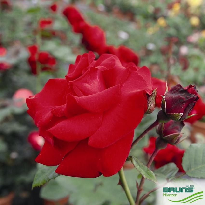 Kletterrose 'Santana' (R) von Bruns Pflanzen