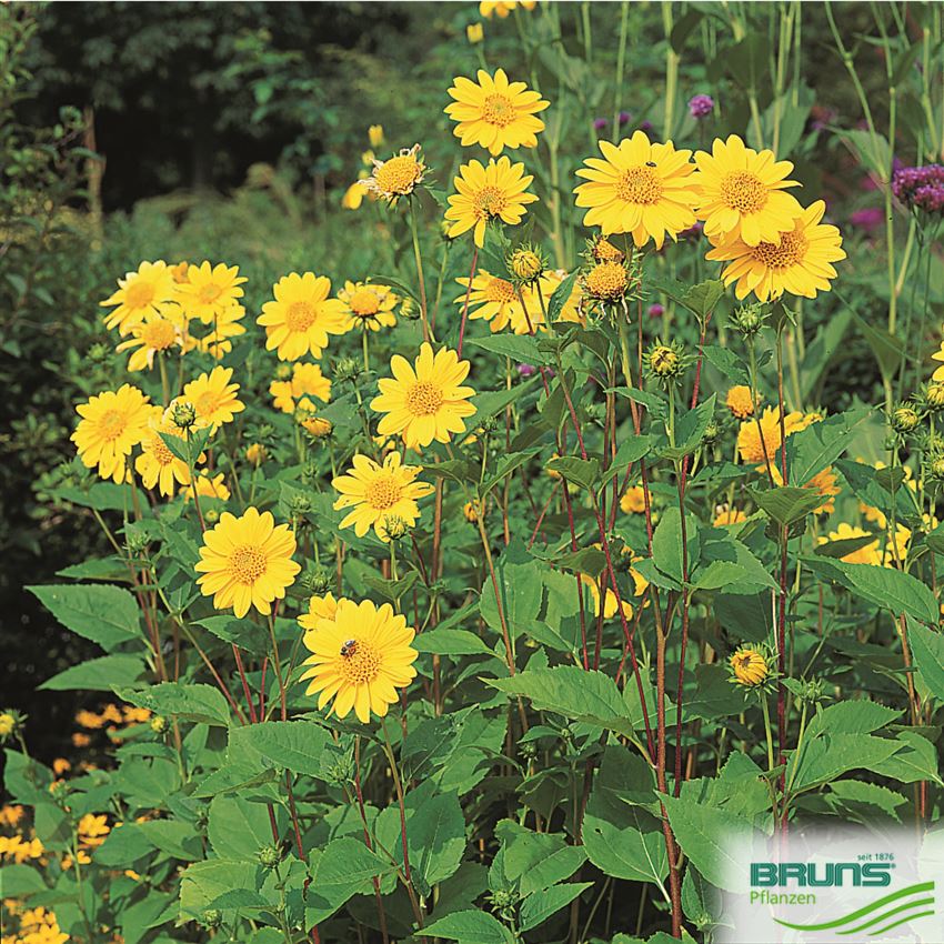 Helianthus decapetalus 'Capenoch Star' von Bruns Pflanzen