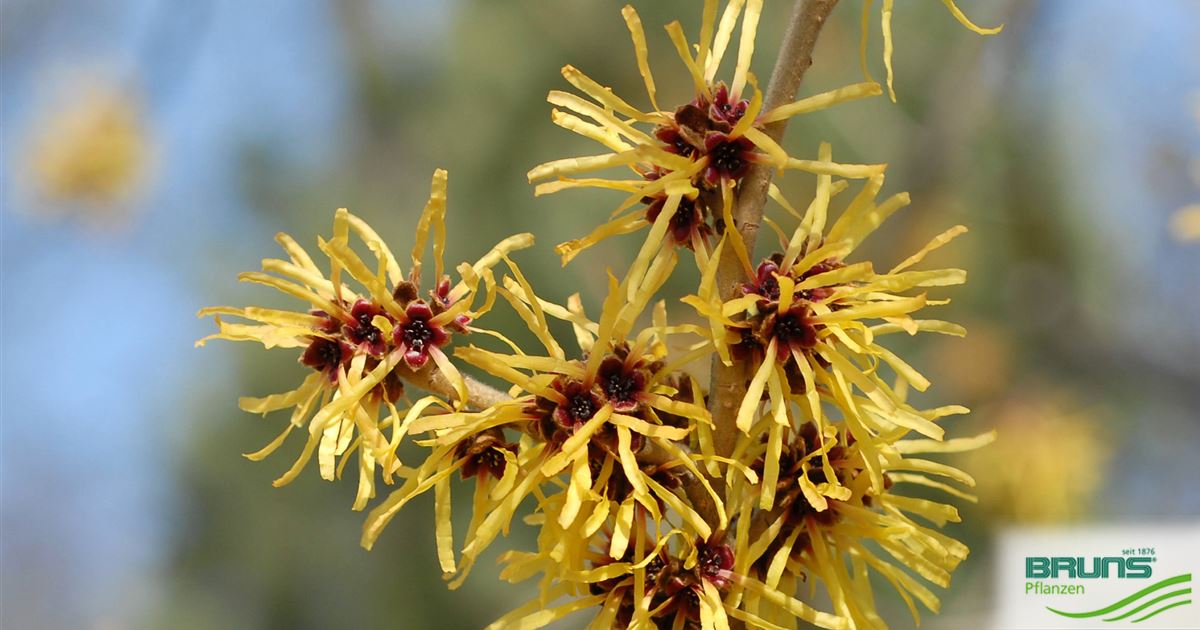 Hamamelis mollis, Chinese witch hazel von Bruns Pflanzen