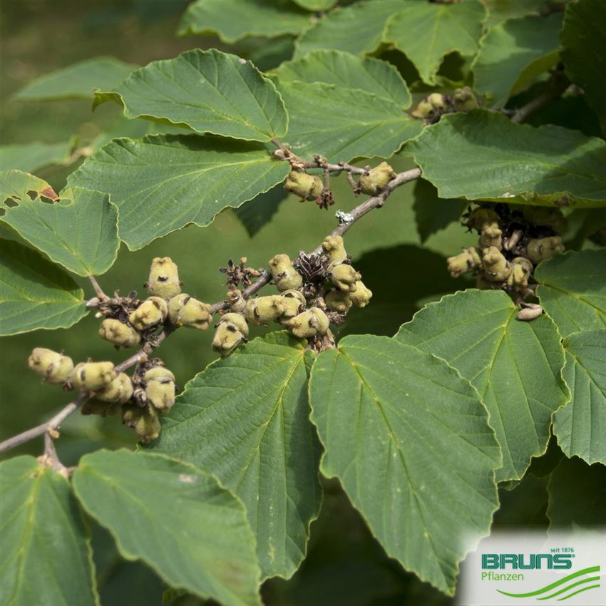 Hamamelis mollis, Chinese witch hazel von Bruns Pflanzen