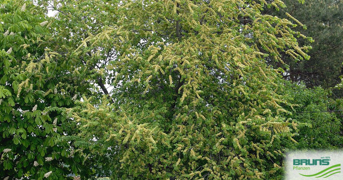 Ulmus glabra, Wych elm, Scotch elm von Bruns Pflanzen