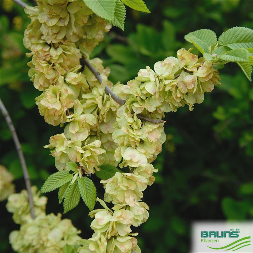 Ulmus glabra, Wych elm, Scotch elm von Bruns Pflanzen