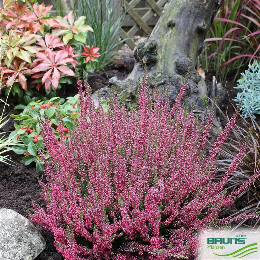 Calluna 'Rosita' (S) von Bruns Pflanzen